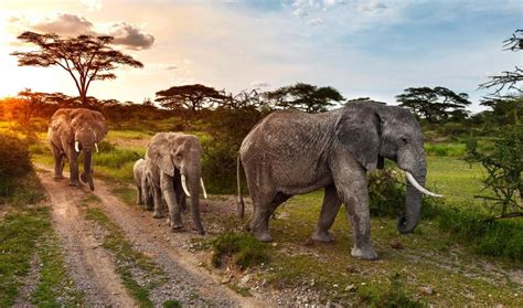 Safari tanzanie Safari Big Five en bivouac Découverte Tanzanie