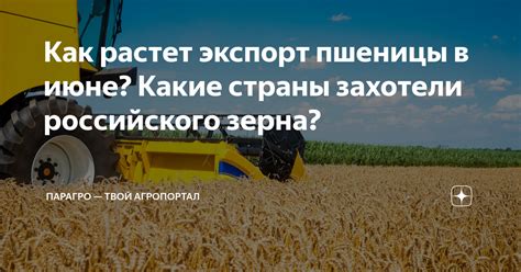 Как растет экспорт пшеницы в июне Какие страны захотели российского зерна Парагро — твой