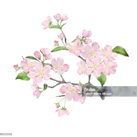 봄 사과 벚나무 나뭇가지에 녹색 잎이 있는 섬세한 복숭아 꽃 수채화 디지털 일러스트레이션 분홍색 새싹 피는 일본 나무는 흰색 배경에 고립되어 있습니다 봄 부활절 테마 0명에