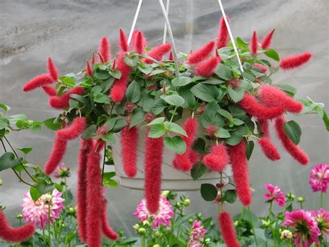 Chenille Plant Or Foxtail Indoor Flowering Plants Hanging Flower