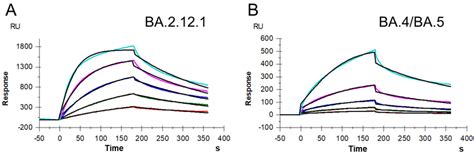 Spr Sensorgrams Of S Protein Rbd Of Ba2121 And Ba4ba5 Binding