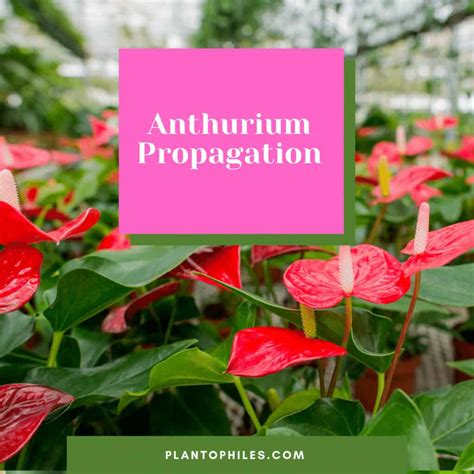 3 Best Methods For Anthurium Propagation
