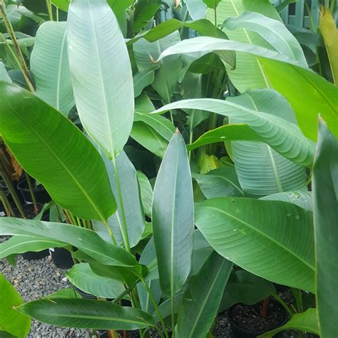 Heliconia Species Tropical Plants