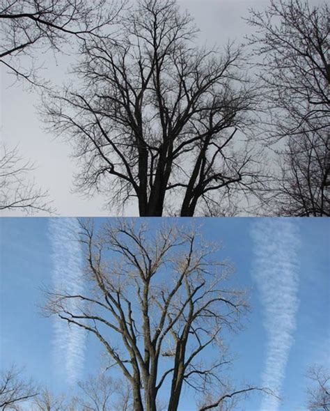 Before And After Urban Tree Specialists Urban Tree Specialists