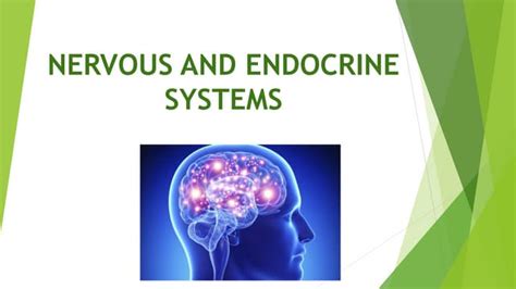Unit 5 Nervous And Endocrine Systems Ppt