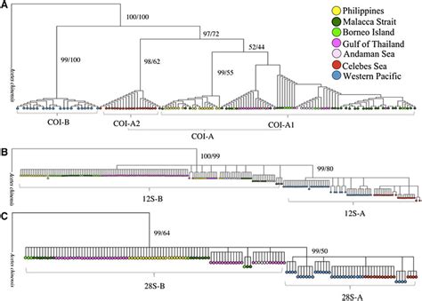 Bayesian Tree Based On Sequences Of Coi A 12s Rrna B And 28s Rrna