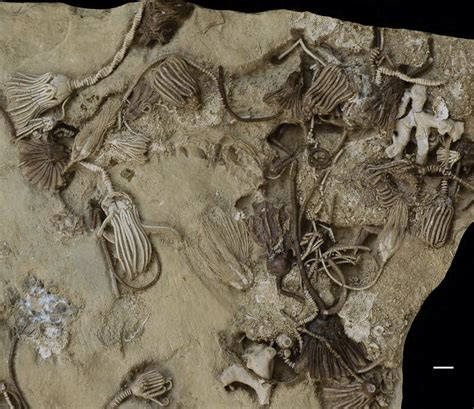 Phylum Echinodermata Fossils