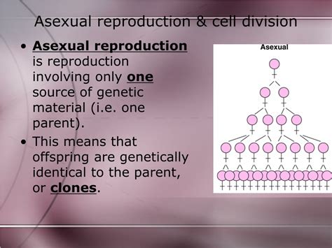 Ppt Reproduction Asexual Vs Sexual Division Powerpoint Presentation Id 9691567