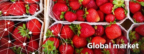 Tokba Global Market Overview Strawberries