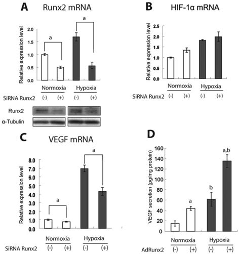 Physical And Functional Interactions Between Runx2 And Hif 1α Induce