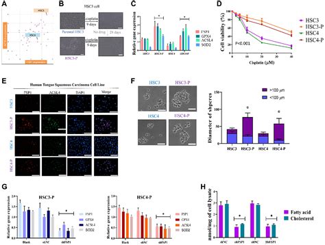 Targeting of FSP1 regulates iron homeostasis in drug-tolerant persister ...