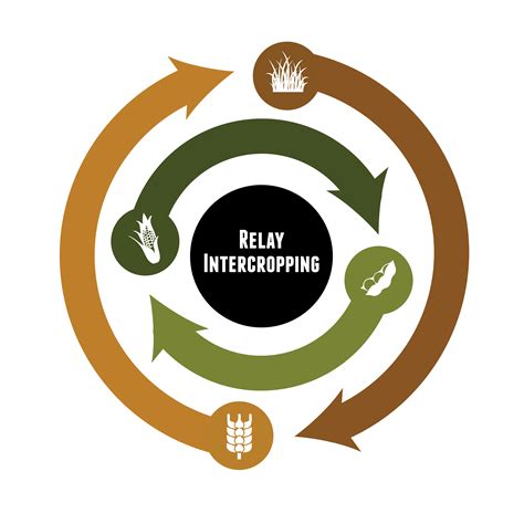 Relay Intercropping A Pathway To Sustainable Intensification Iowa