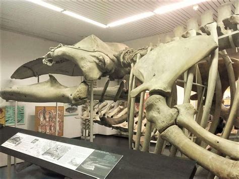 I Migliori Libri Di Anatomia Comparata