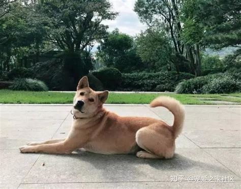 最护主的五种狗狗养到一只就是人生赢家 知乎