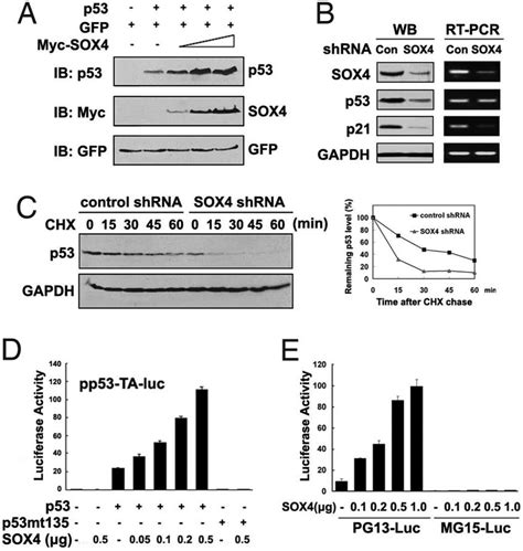 SOX4 Regulates P53 Protein Stability And Activity A HCT116 P53