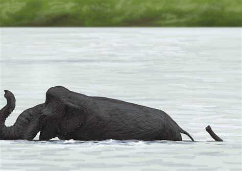 Elephas Hysudricus The Ancestor Of The Asian Elephant Elephas Maximus