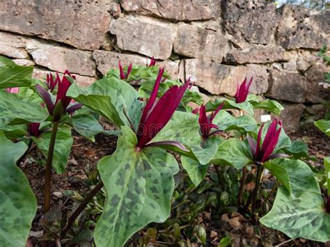 Toadshade Or Toad Trillium Trillium Sessile With A Whorl Of Three