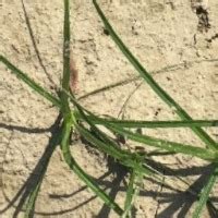 Weed Detection Object Detection Dataset And Pre Trained Model By Zig Zag