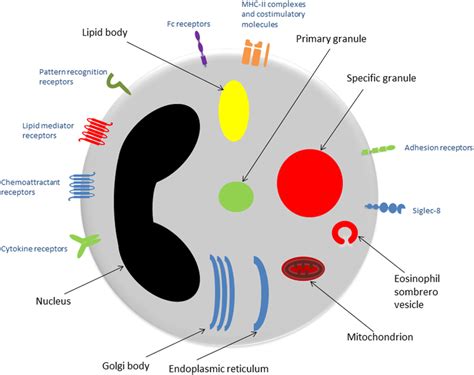 Eosinophil Ultrastructure Schematic Representation Of An Eosinophil Download Scientific