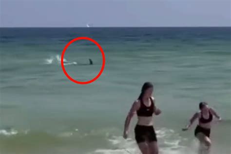 Watch Florida Beachgoers Scream To Get Out Of The Water As A Shark