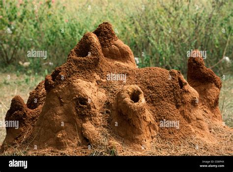 Sna 80342 Termite Mound Termite Nests Ant Hill Anthill India Stock