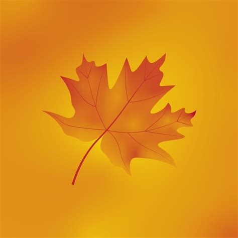 Premium Vector Mapple Leaf