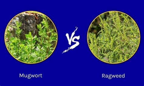 Mugwort Vs Ragweed Whats The Difference A Z Animals