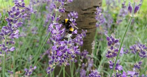 Bee Album On Imgur