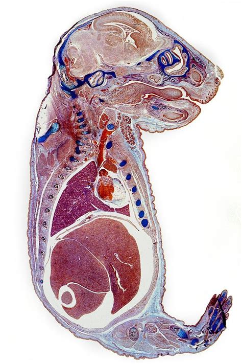 Mouse Embryo Drawing