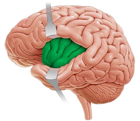 Insular Cortex Jiang Lab