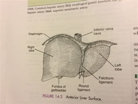 Liver Flashcards Quizlet