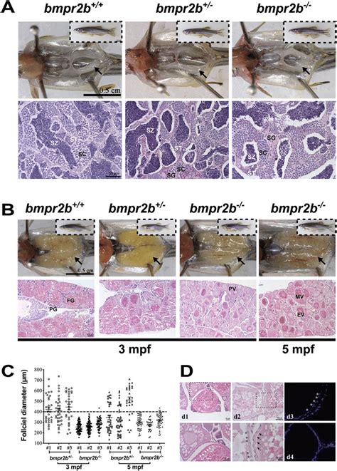 Phenotype Analysis Of Bmpr2b Mutant A Normal Testis Growth And