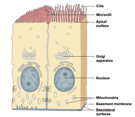 Epithelial Tissue Flashcards Quizlet
