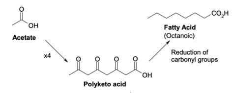 Natural Products 2 Biosynthesis Of Polyketides Flashcards Quizlet
