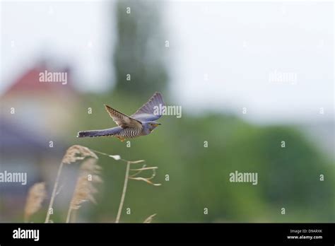 Kuckuck Eurasien Cuckoo Cuckoo Cuckoo Commun Cuculus Canorus Le