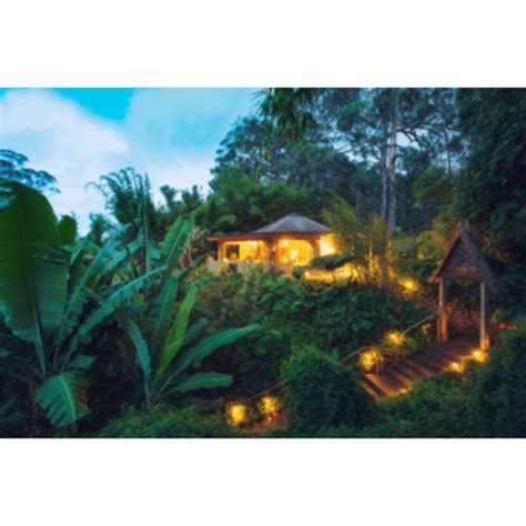 The Plant Medicine Path Psychedelics Ayahuasca And Meditation Resource
