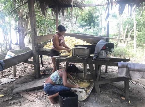 The Brazilian Amazon Deforestation Illegal Logging Case Study ETS