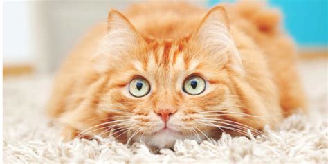 Github Msbildungcat Vocalization Classifier Cat Vocalization
