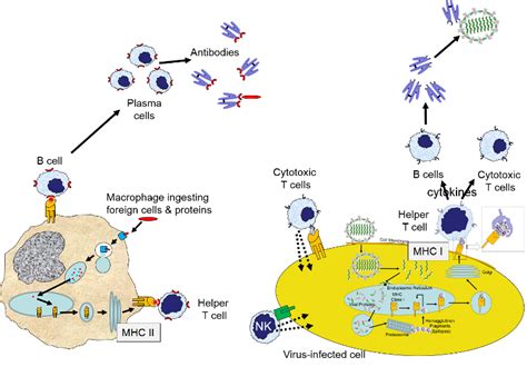 Summary Of Adaptive Immunity