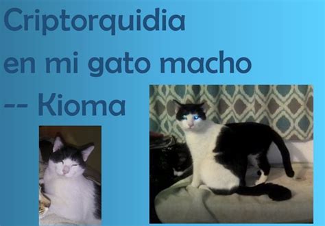 Criptorquidia En Uno De Mis Felinos Tema Situaciones En Esterilización En Felinos Macho