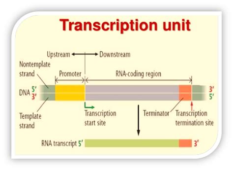 Answered Explain About Transcription Unit Bartleby