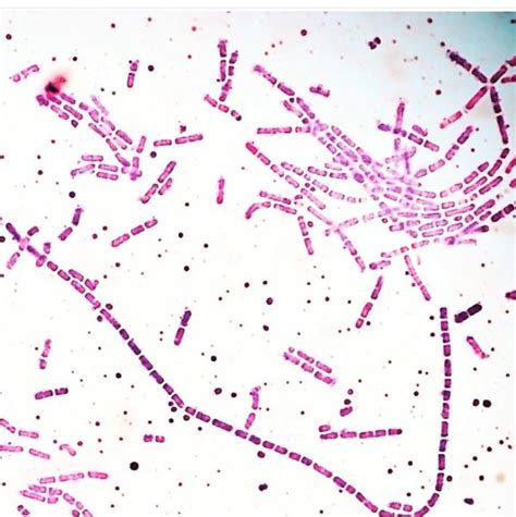 Bacillus Species Medizzy