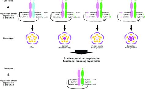 Hypothetic Sex Determination Model Involving The Y Chromosome Of C Download Scientific Diagram