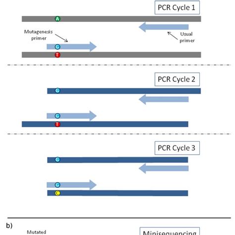 Pcr Based Site Directed Mutagenesis A Schematic Picture Showing How