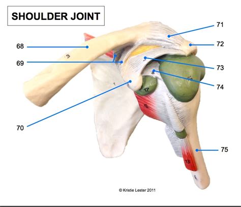 Diagram Of Shoulder Joint Quizlet
