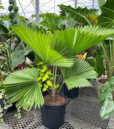 Top 10 Highest Oxygen Producing Indoor Plants Eureka Farms