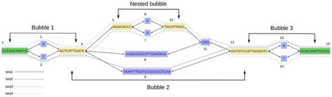 A Genome Graph Resulting From Constructing A De Bruijn Graph With K ¼ 9 Download Scientific