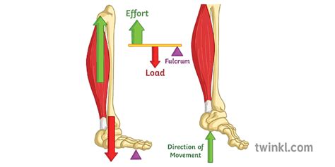 Second Class Lever System Diagram Load Effort Fulcrum Movement Skeleton Pe