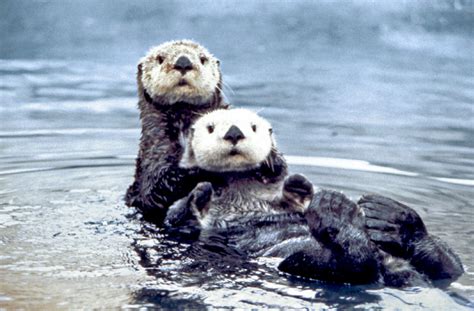 Twelve New Ncbi Annotations In Refseq For Otter Oyster And More Ncbi Insights