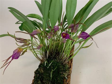 Masdevallia Glandulosa 5 Stiele Orchideen Wichmann De Highest